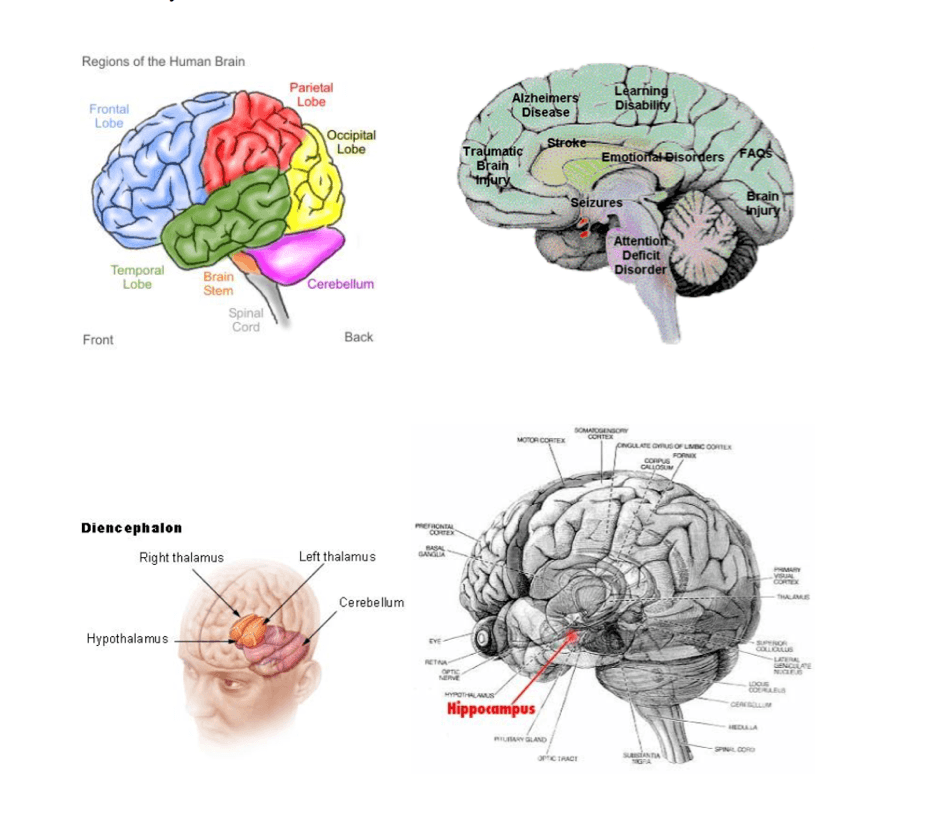 The Hypothalamus controls body temperature, hunger, thirst, and ...