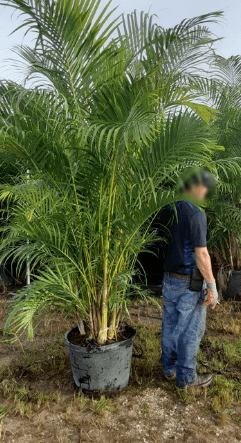 Miami Clusia Hedge Plants | Areka Palm-Podocarpus Plants