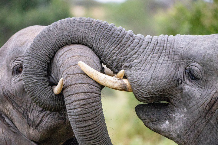 Top 7 Reasons You Should Climb Kilimanjaro