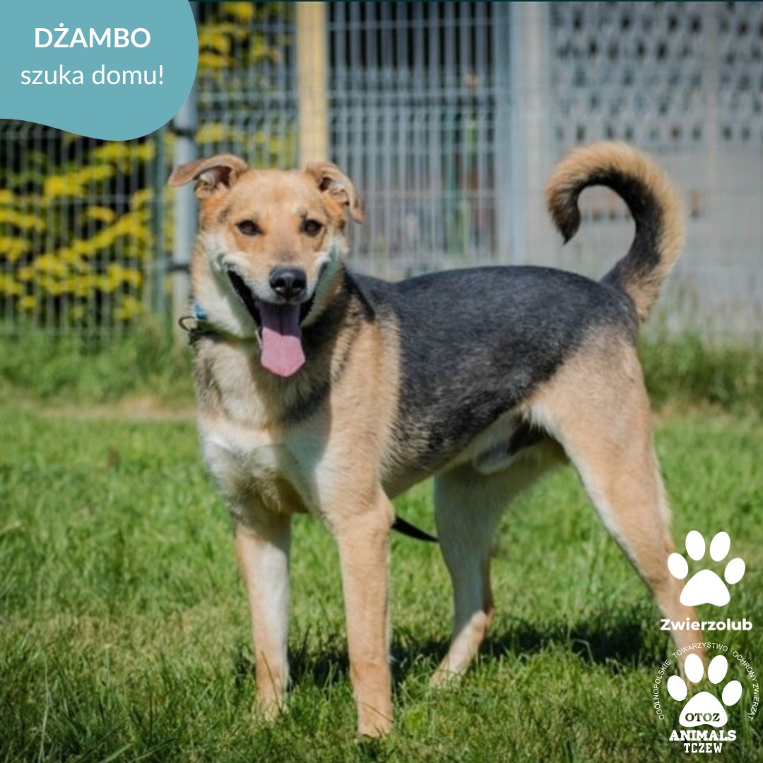 Przekaż 1,5% podatku i uratuj zwierzęta - OTOZ Animals