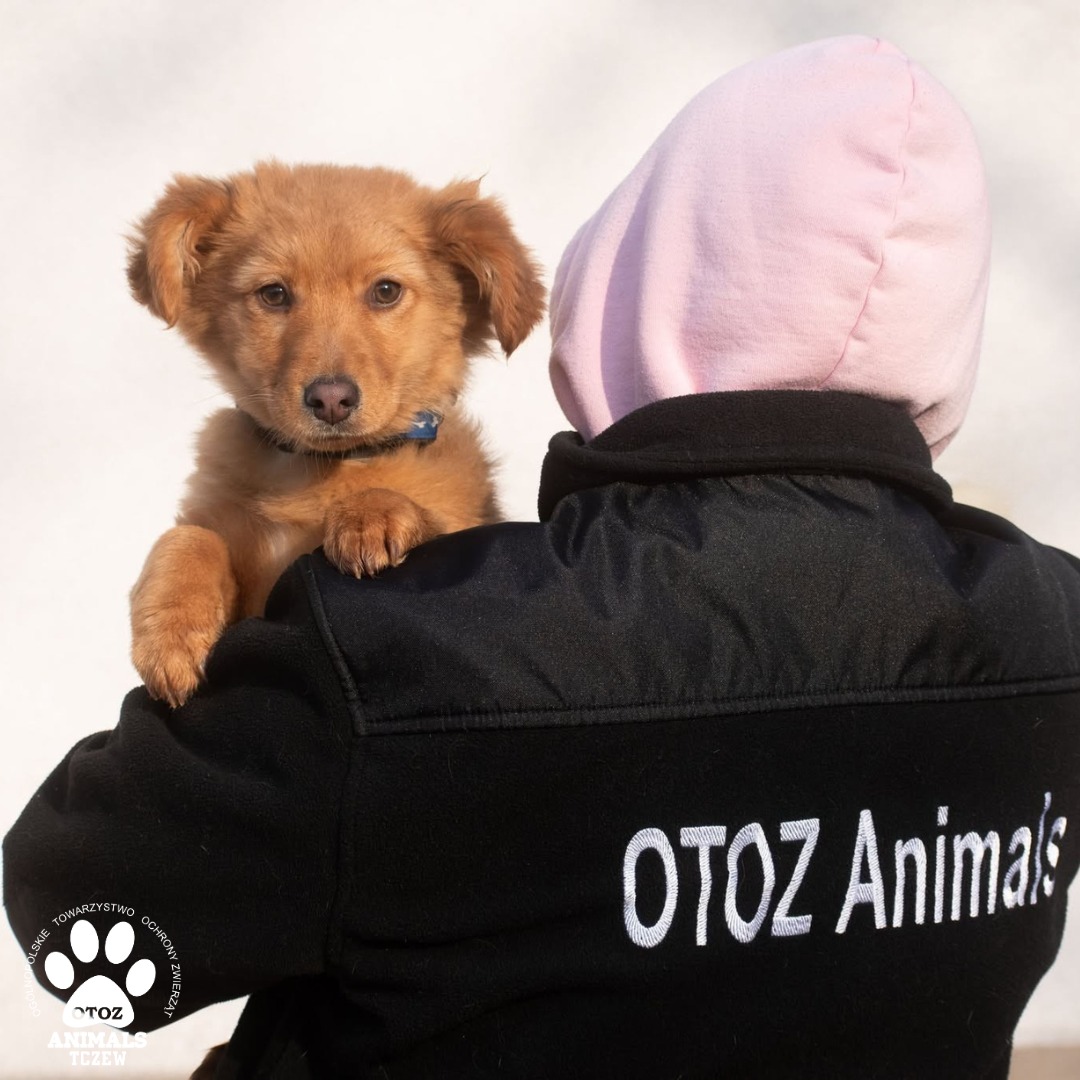 Przekaż 1,5% podatku i uratuj zwierzęta - OTOZ Animals