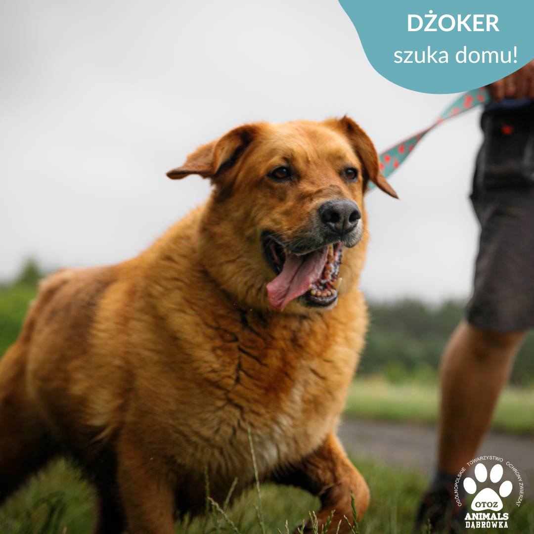 Przekaż 1,5% podatku i uratuj zwierzęta - OTOZ Animals