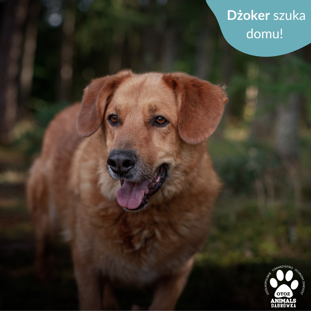 Przekaż 1,5% podatku i uratuj zwierzęta - OTOZ Animals