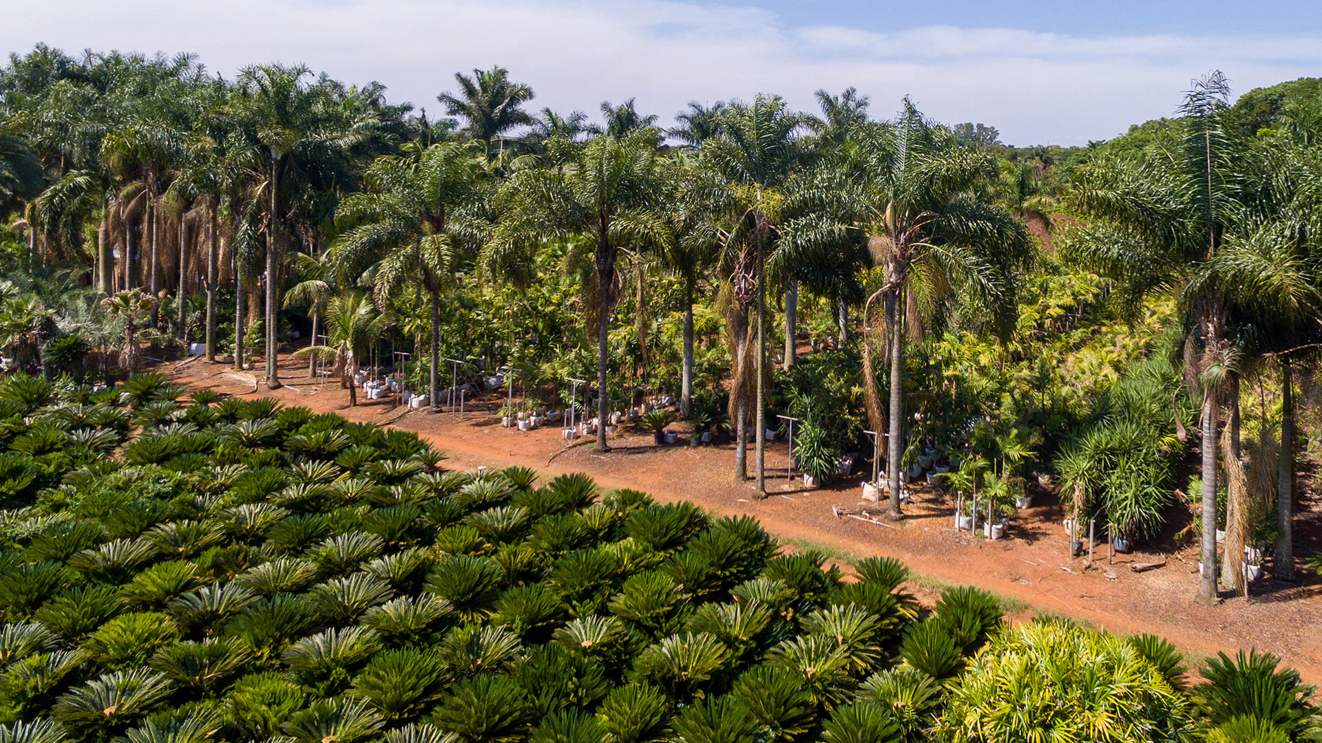 Spagnhol Gran Flora - Comércio de Plantas no Atacado