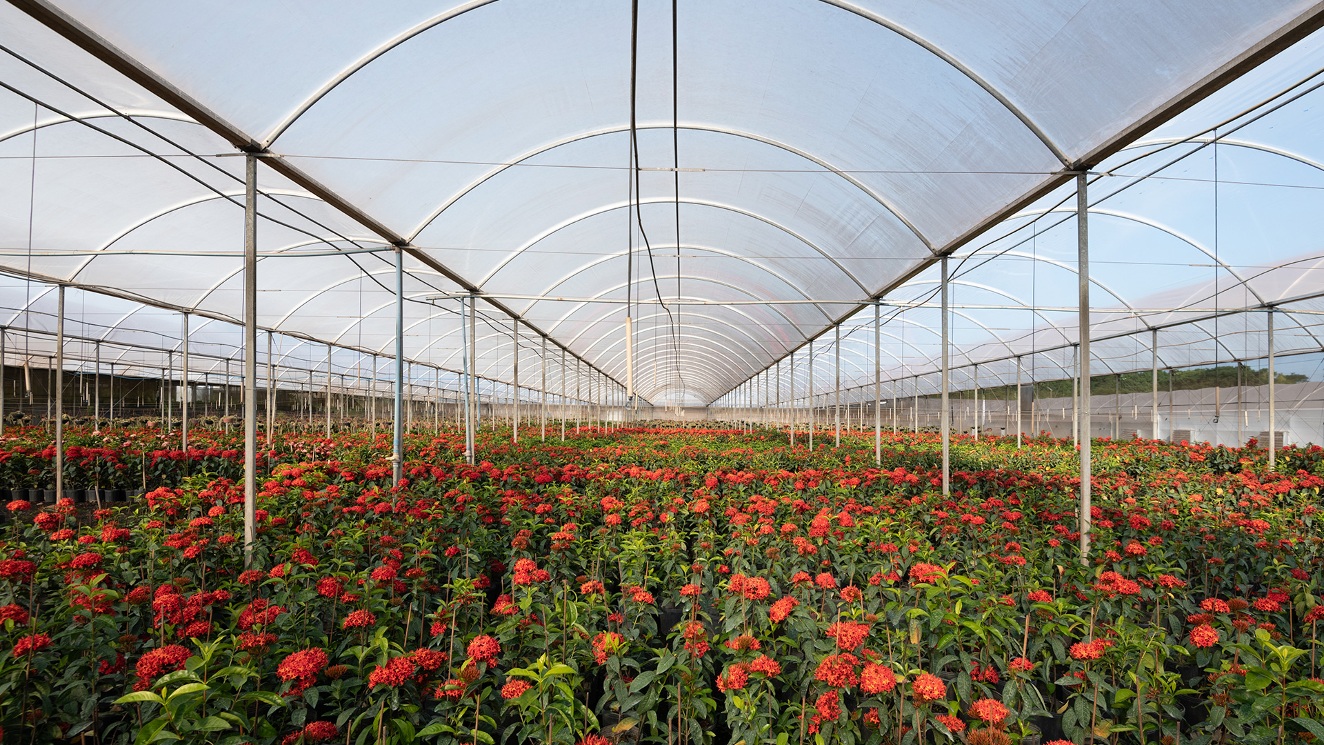 Spagnhol Gran Flora - Comércio de Plantas no Atacado