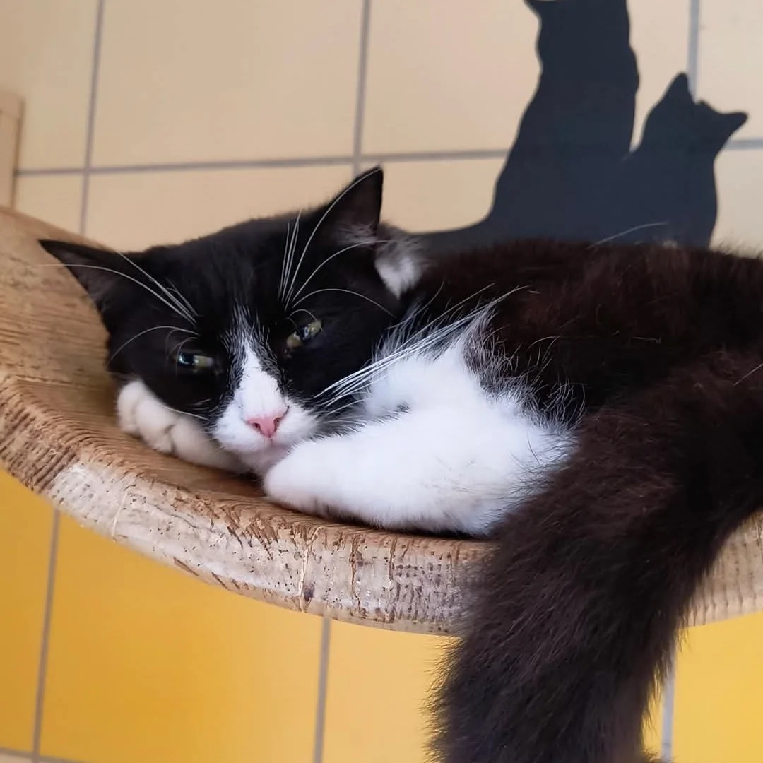 Przekaż 1,5% podatku i uratuj zwierzęta - OTOZ Animals