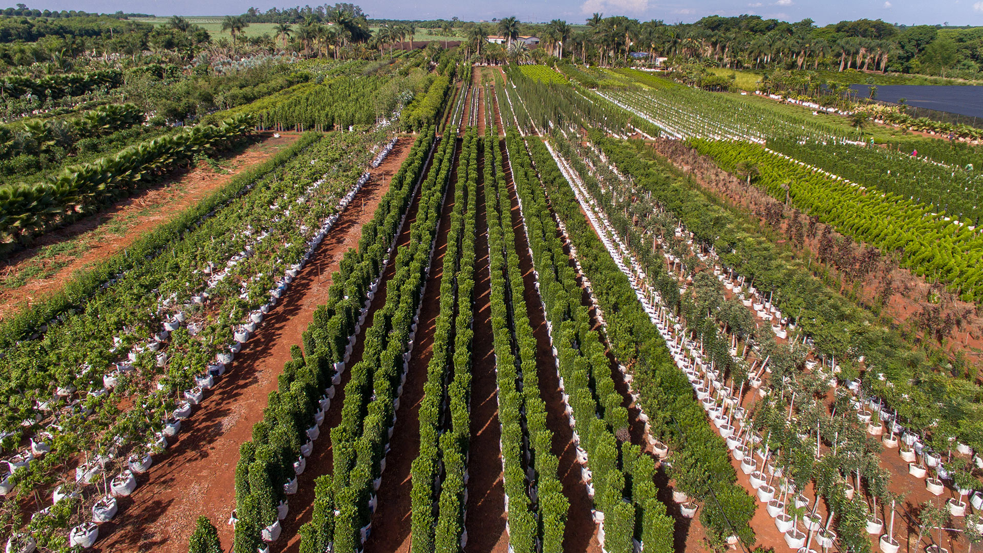 Spagnhol Gran Flora - Comércio de Plantas no Atacado