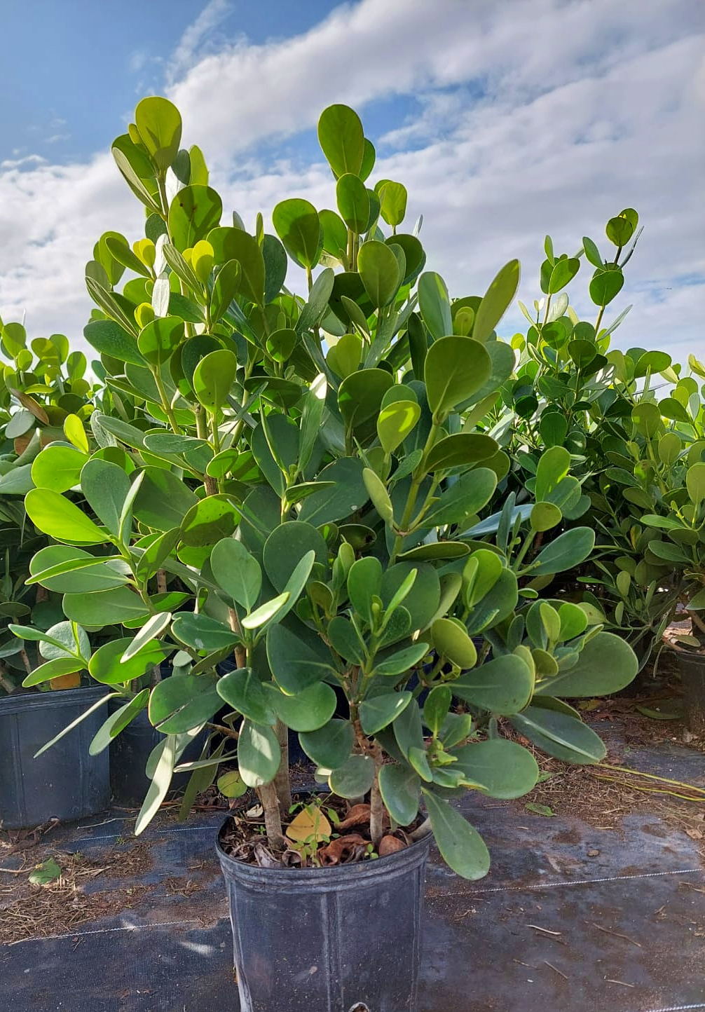 Miami Clusia Hedge Plants | Areka Palm-Podocarpus Plants