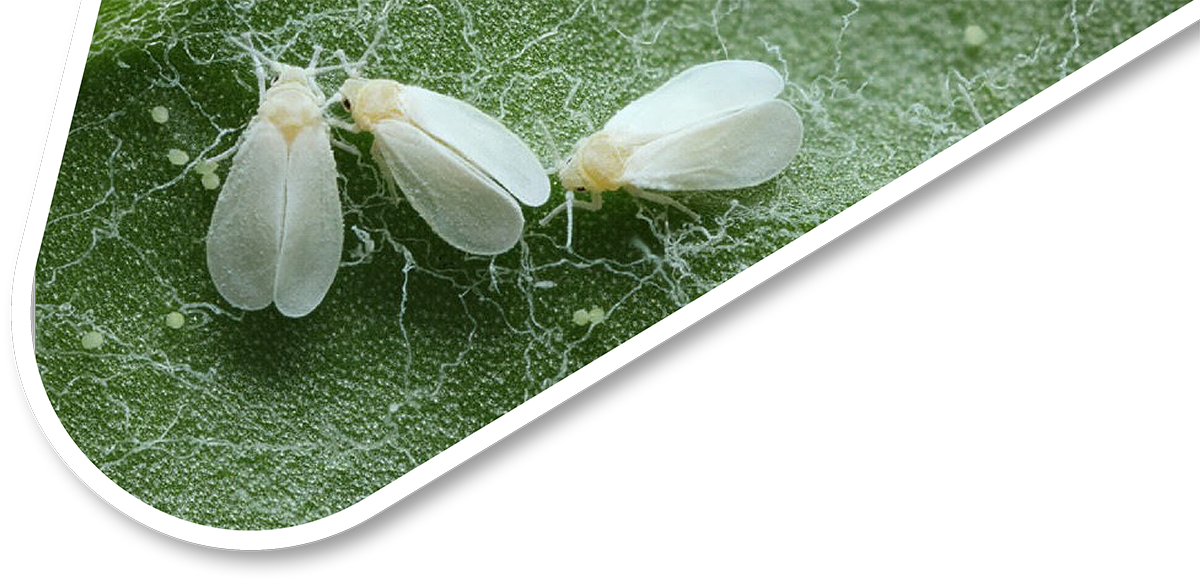 Llegó TRIVOR, el insecticida de ADAMA que brinda una rápida acción con ...