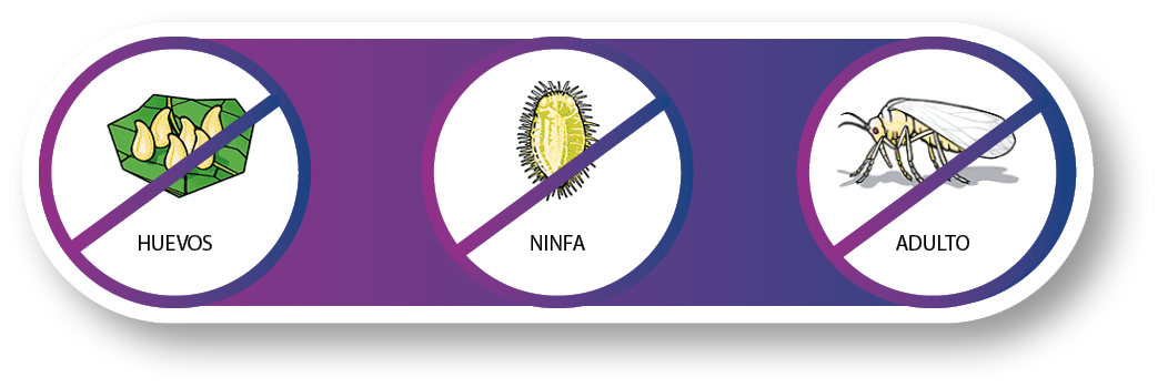 Es un insecticida que combina dos principios activos: Acetamiprid ...